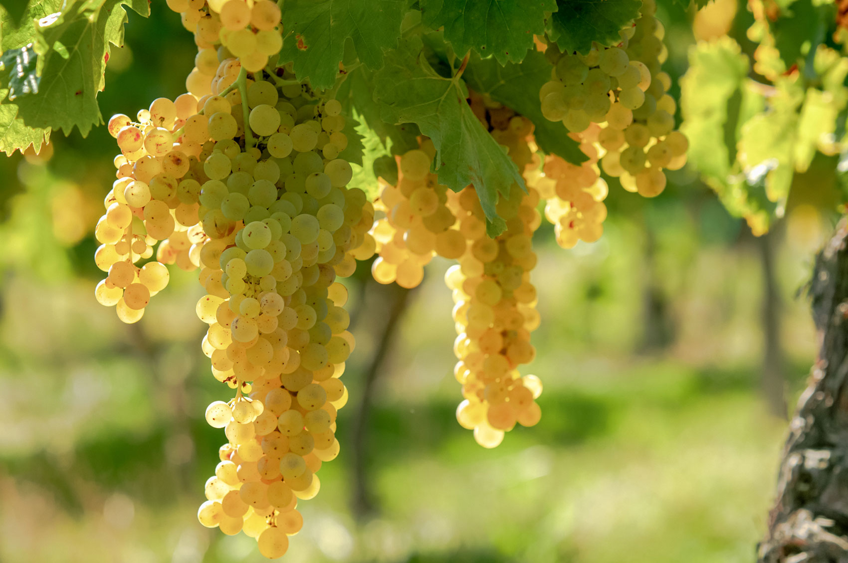 Cognac vs Armagnac: What are the Differences and Why Armagnac is the ...
